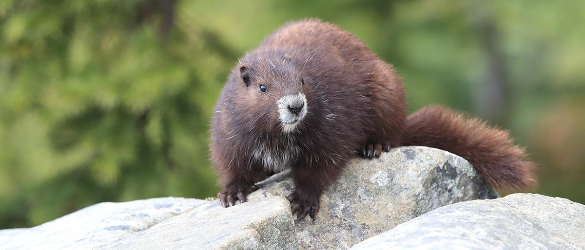Environment minister should step up support for wildlife protection ...